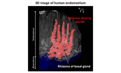 Study reveals the 3D structure of human uterine endometrium and ...