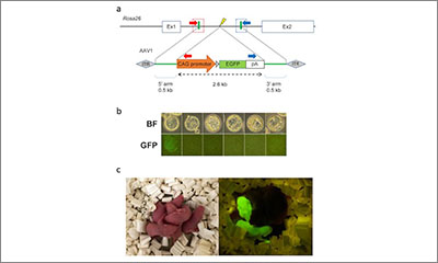 A novel technique for large-fragment knock-in animal production without ...