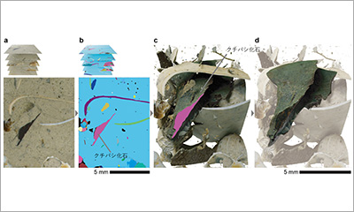 The oldest sepioid cephalopod from the Cretaceous discovered by Digital ...
